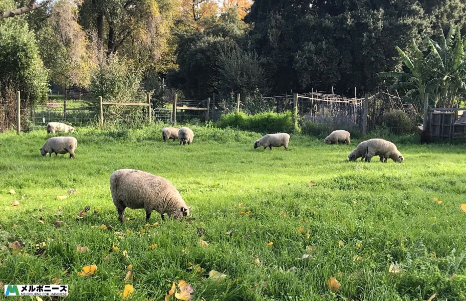 コリンウッド・チルドレンズ・ ファーム (Collingwood Children’s Farm)